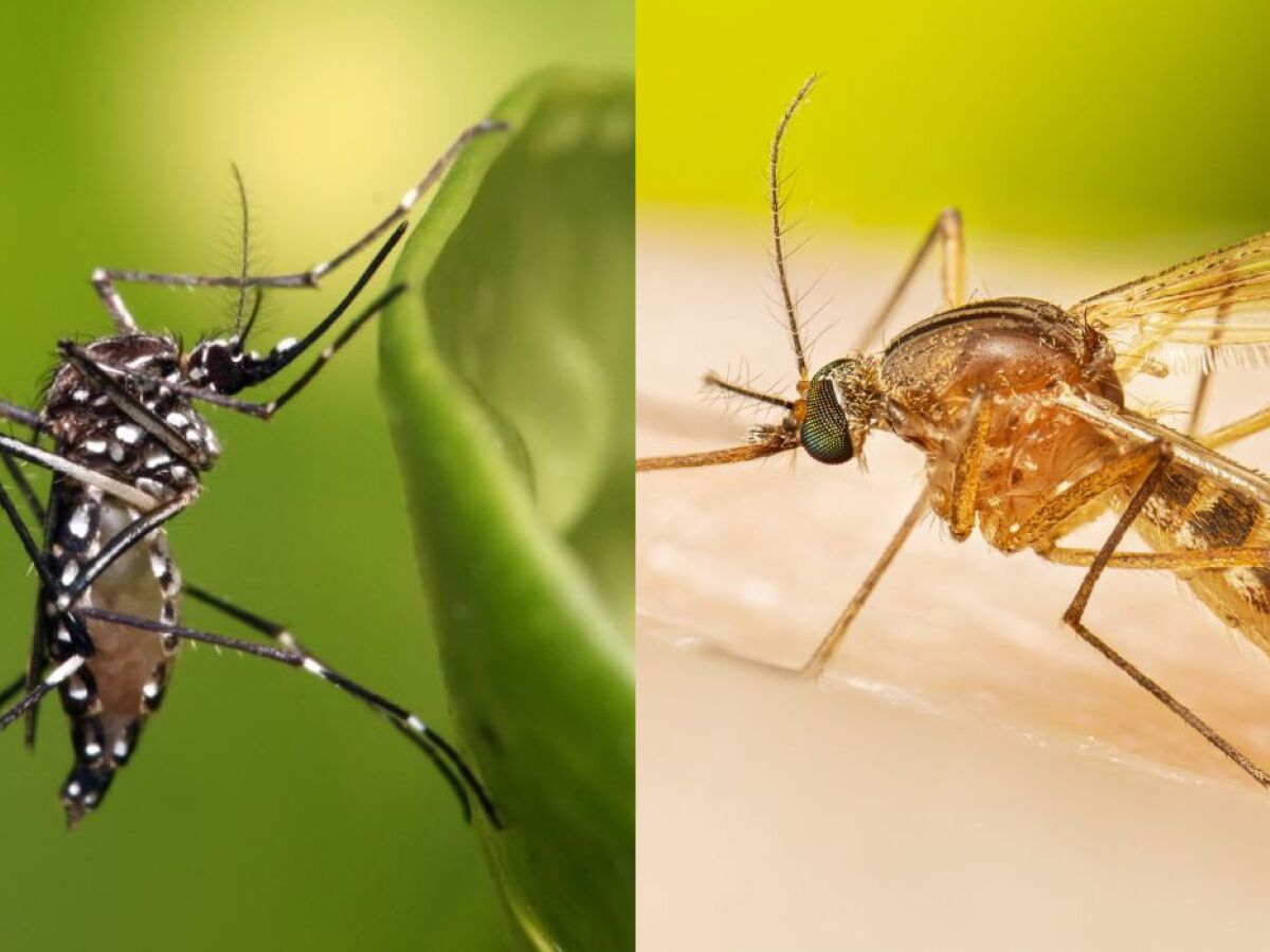 Qual a diferença entre o pernilongo e o Aedes aegypti? - Matsumoto ...